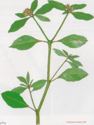 Non-Timber Forest Products - Exchange Programme